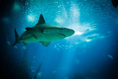 Public Aquariums, Marine arks, Oceanariums in Europe